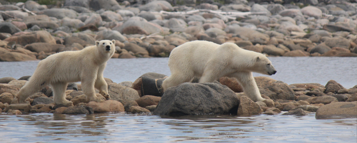 Team - Arramat Project